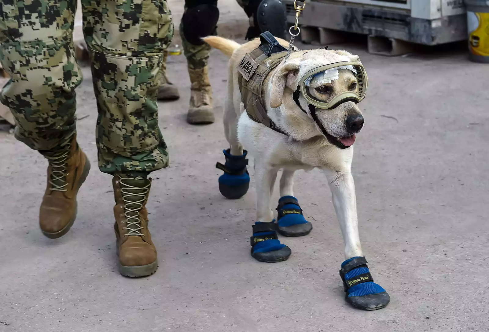 Hero Dogs: Unbelievable Stories of Canine Bravery - TuffK9.com